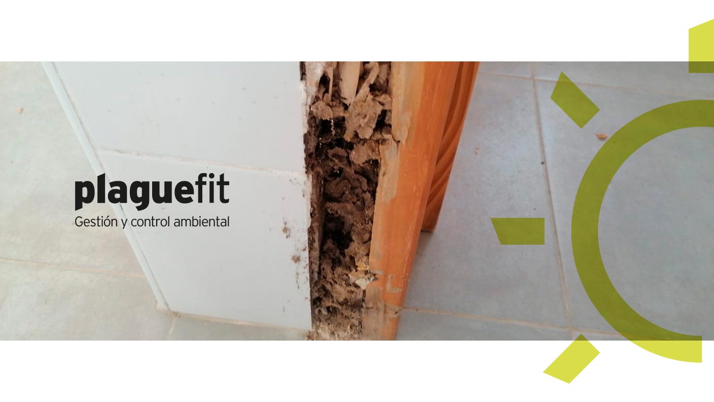 Eliminación de plagas de termitas. Caso práctico » Plaguefit ...